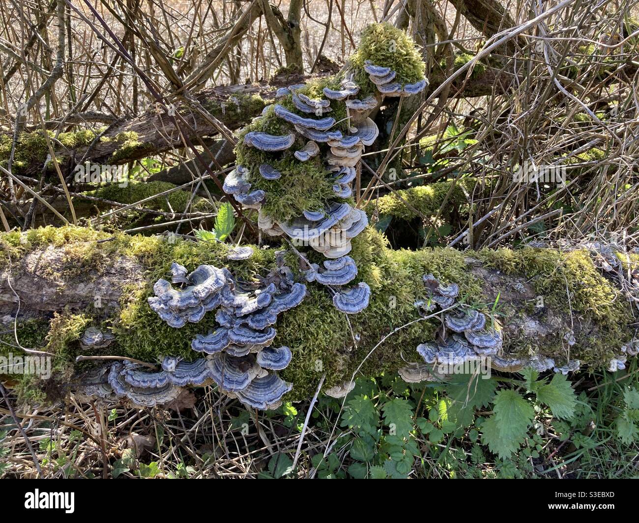 Pretty fungi hi-res stock photography and images - Alamy