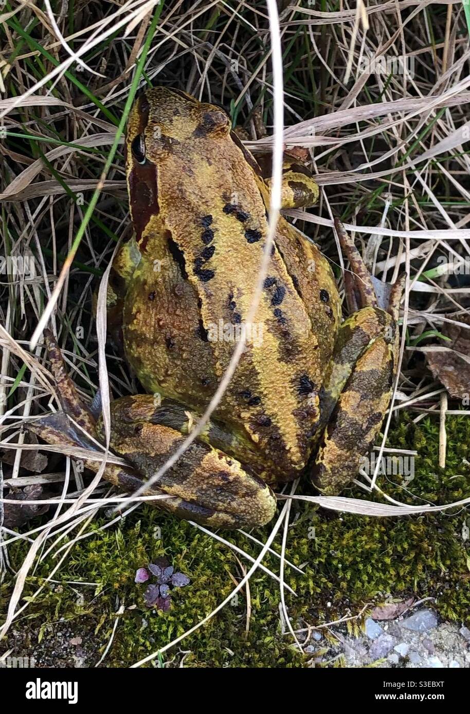 Female frogs hi-res stock photography and images - Alamy