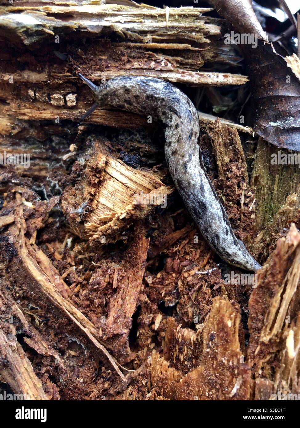 Terrestrial slug hi-res stock photography and images - Alamy