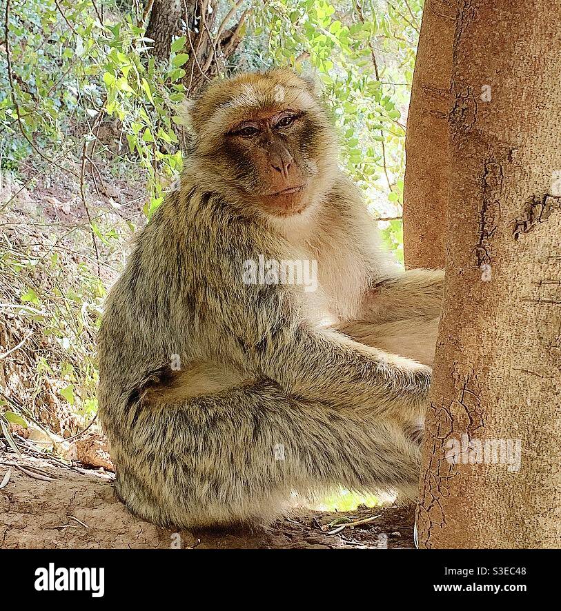 Big monkey hi-res stock photography and images - Alamy
