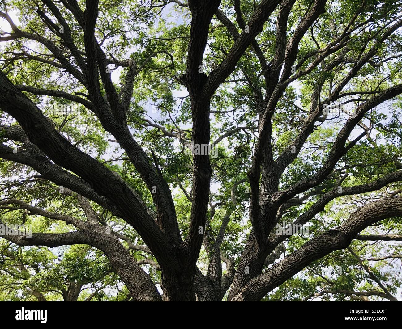 Oak tree shade hi-res stock photography and images - Alamy