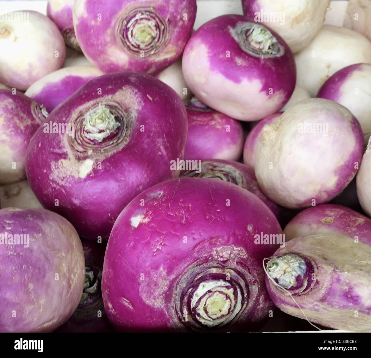 Turnip turnips pile hi-res stock photography and images - Alamy