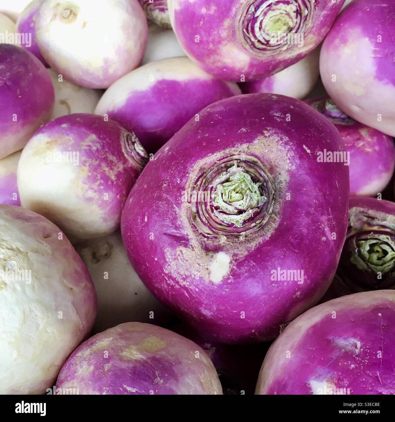 Turnips swede hi-res stock photography and images - Alamy