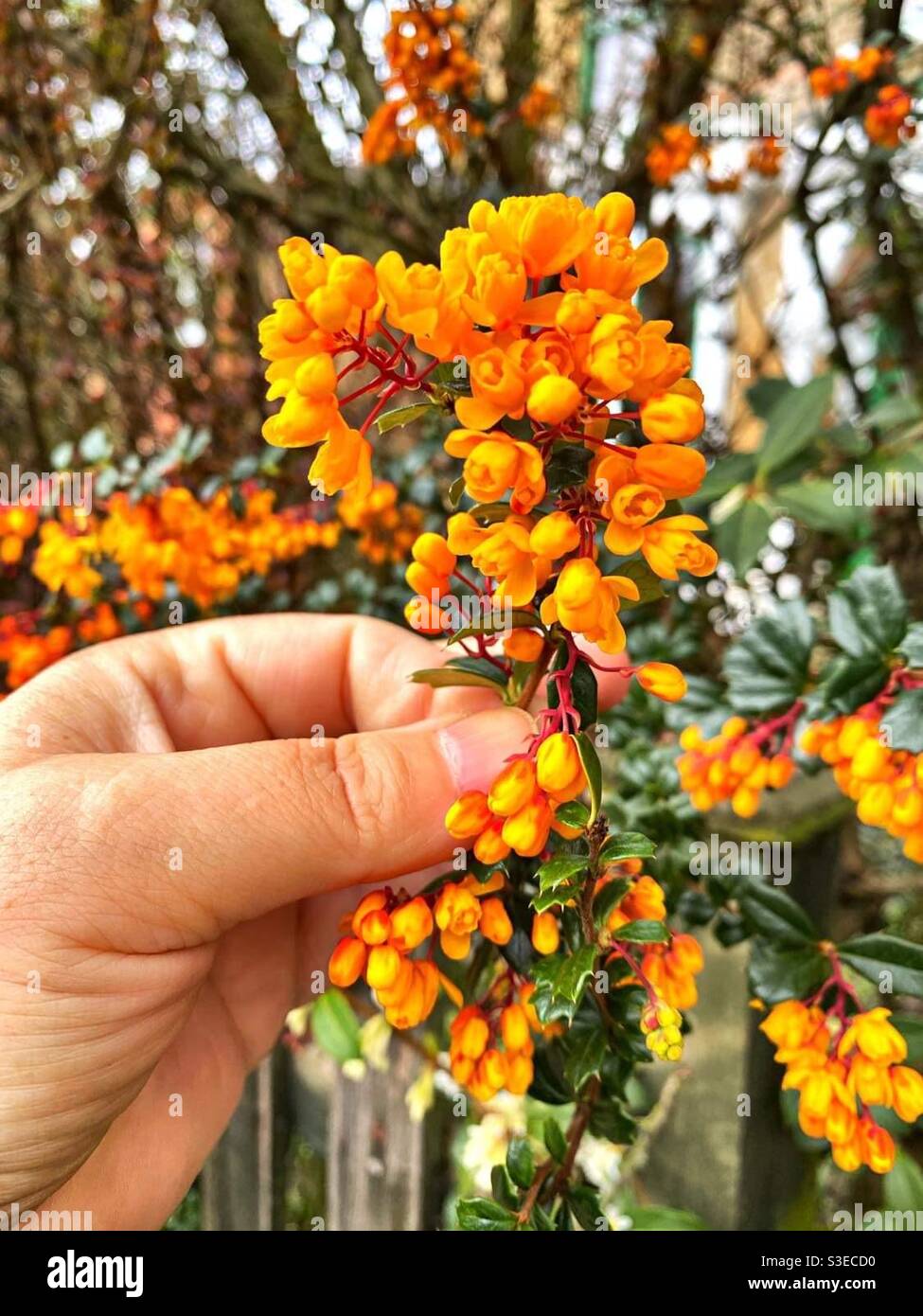 Orange flower buds Stock Photo - Alamy
