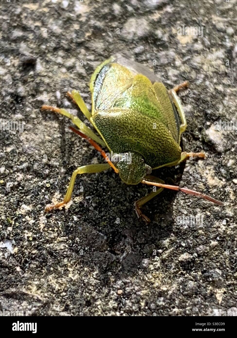 Shield beetle hi-res stock photography and images - Alamy