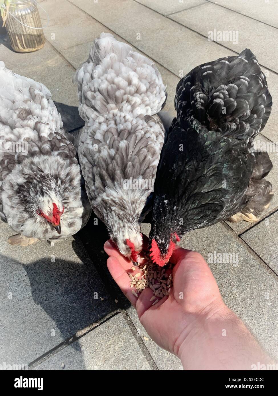Feeding chickens by hand Stock Photo - Alamy