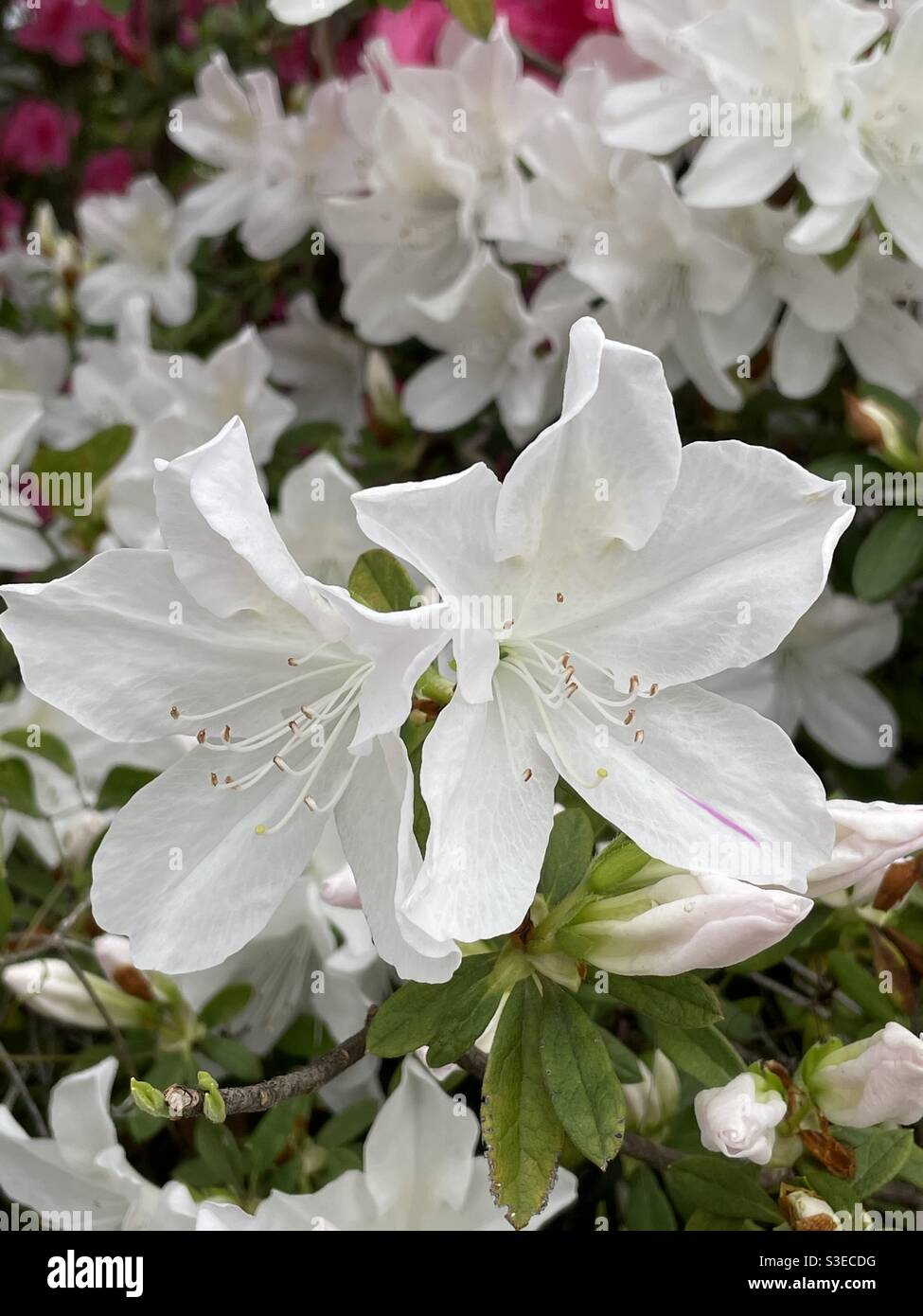 Azaleas flowers hi-res stock photography and images - Alamy