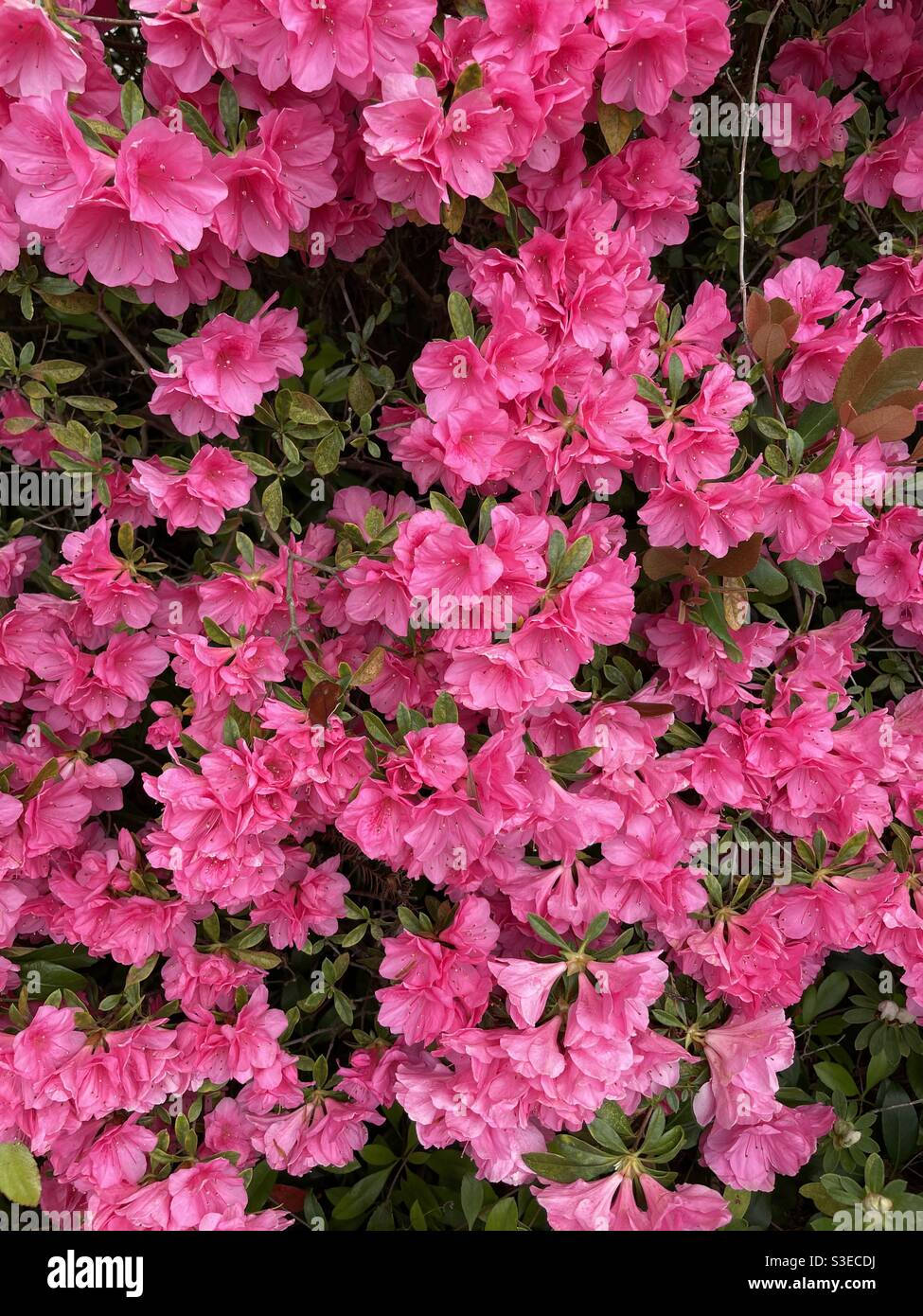 Small flowering pink azaleas Stock Photo - Alamy