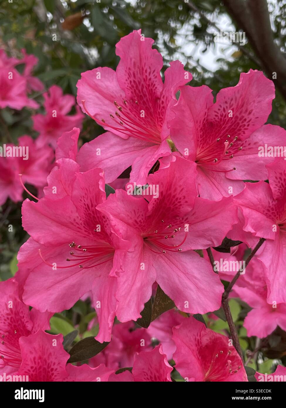 Pink small flower azaleas Stock Photo - Alamy