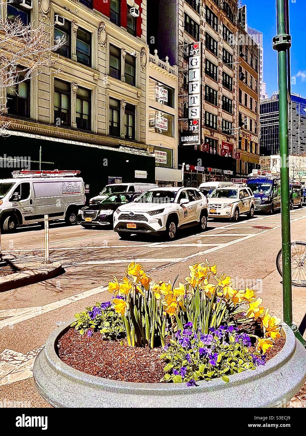 Spring time daffodils in New York City Stock Photo - Alamy