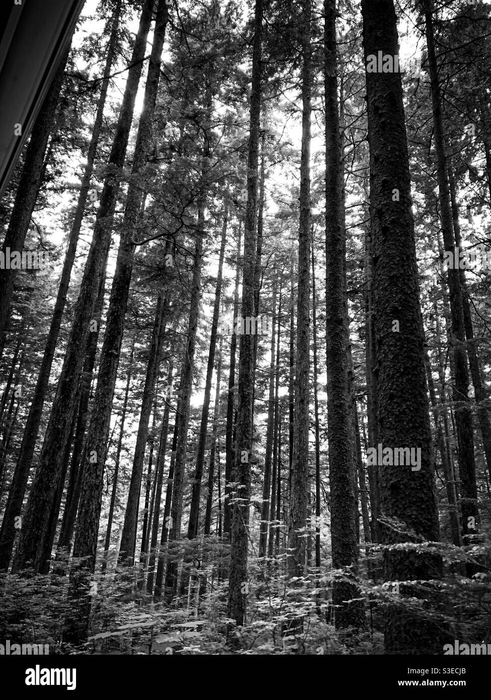 Tall trees in a forest landscape Black and White Stock Photos & Images ...