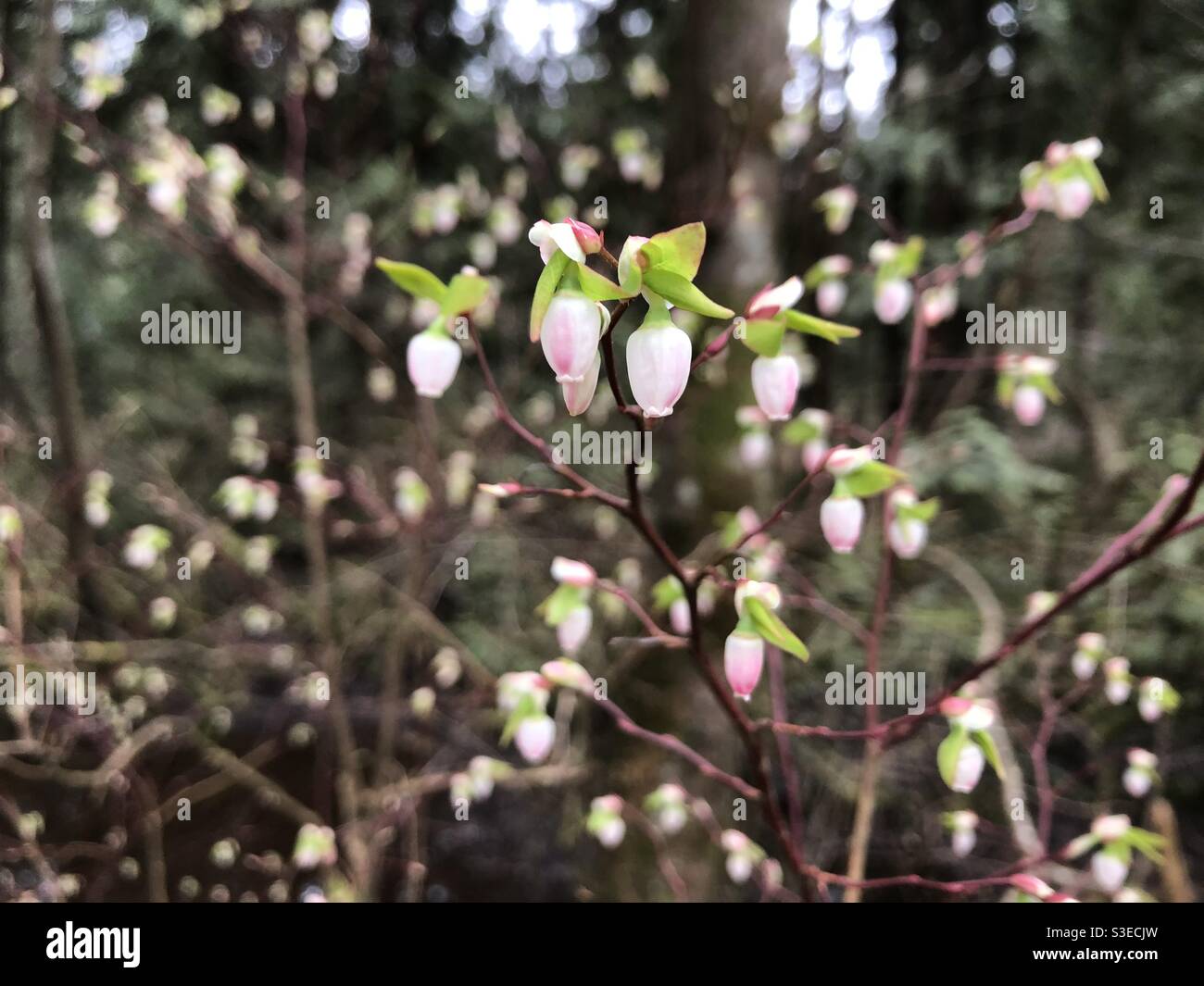 Spring little hi-res stock photography and images - Alamy