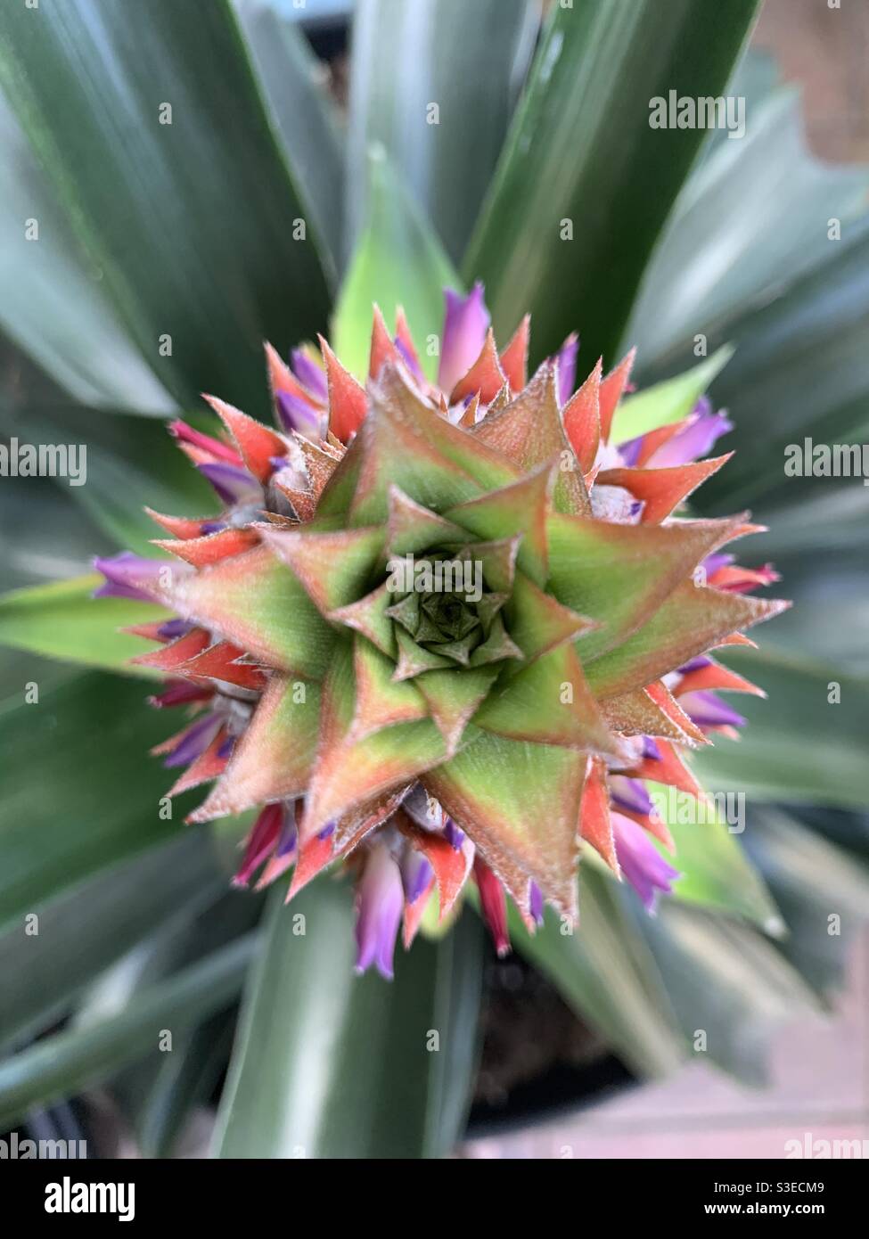Pineapple plants hi-res stock photography and images - Alamy