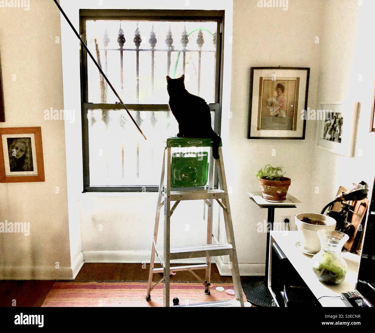 Cat ladder hi-res stock photography and images - Alamy
