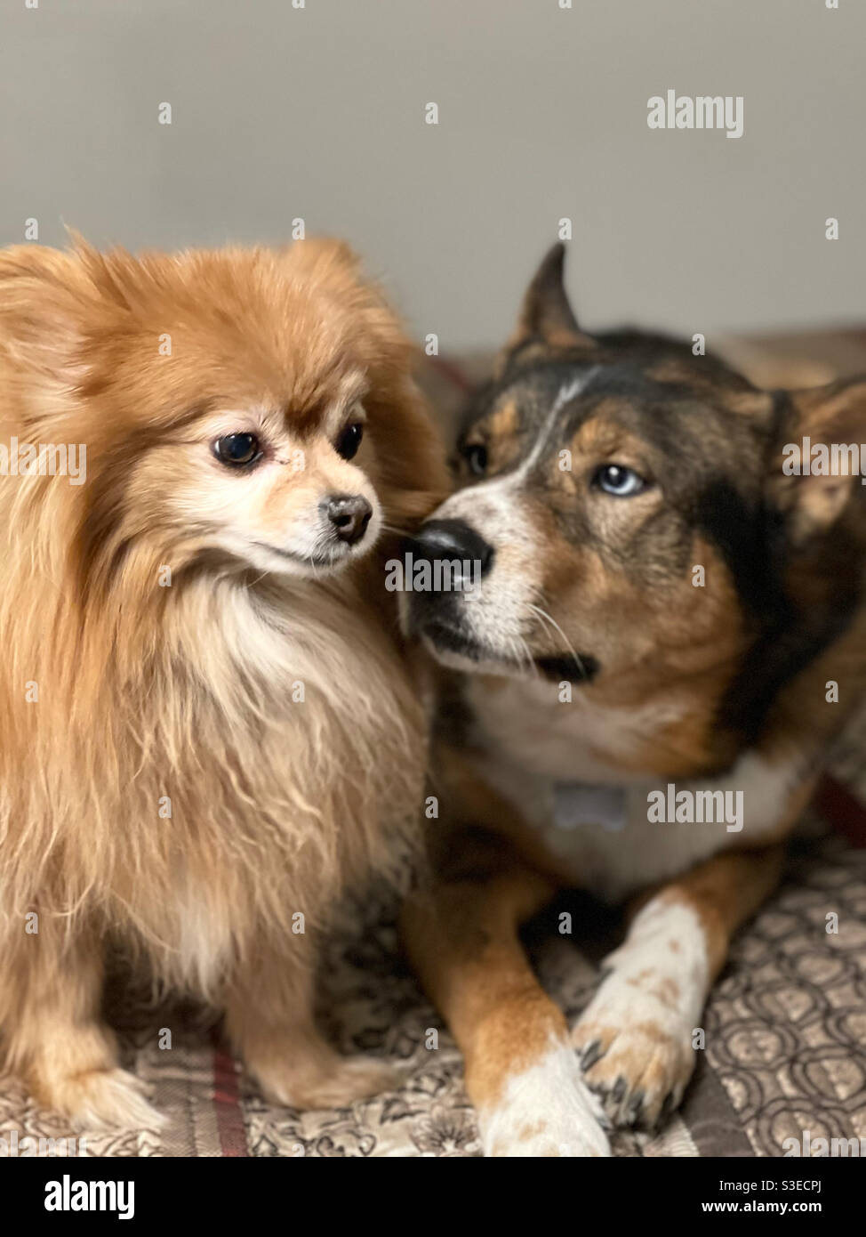 These dogs are best friends Stock Photo - Alamy