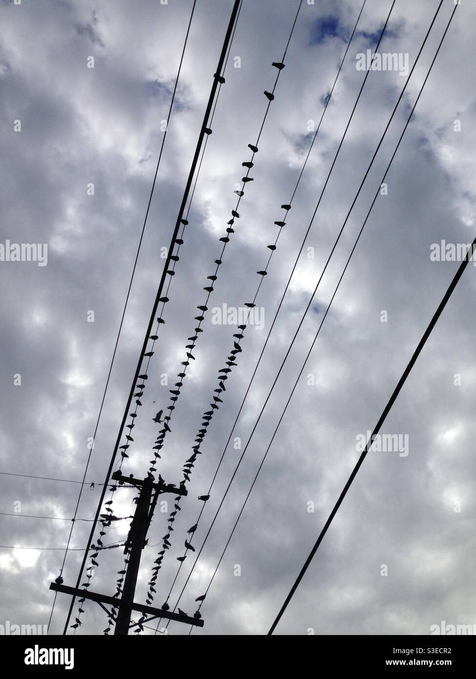 Birds on a wire hi-res stock photography and images - Alamy