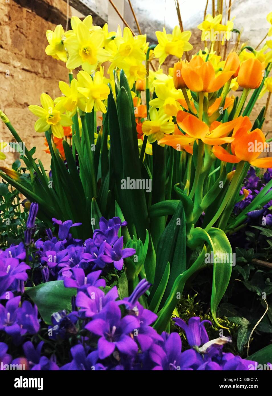 Spring flower arrangement with tulips and daffodils Stock Photo - Alamy
