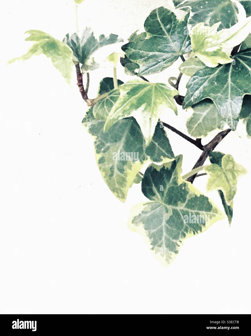 Trailing stem hi-res stock photography and images - Alamy