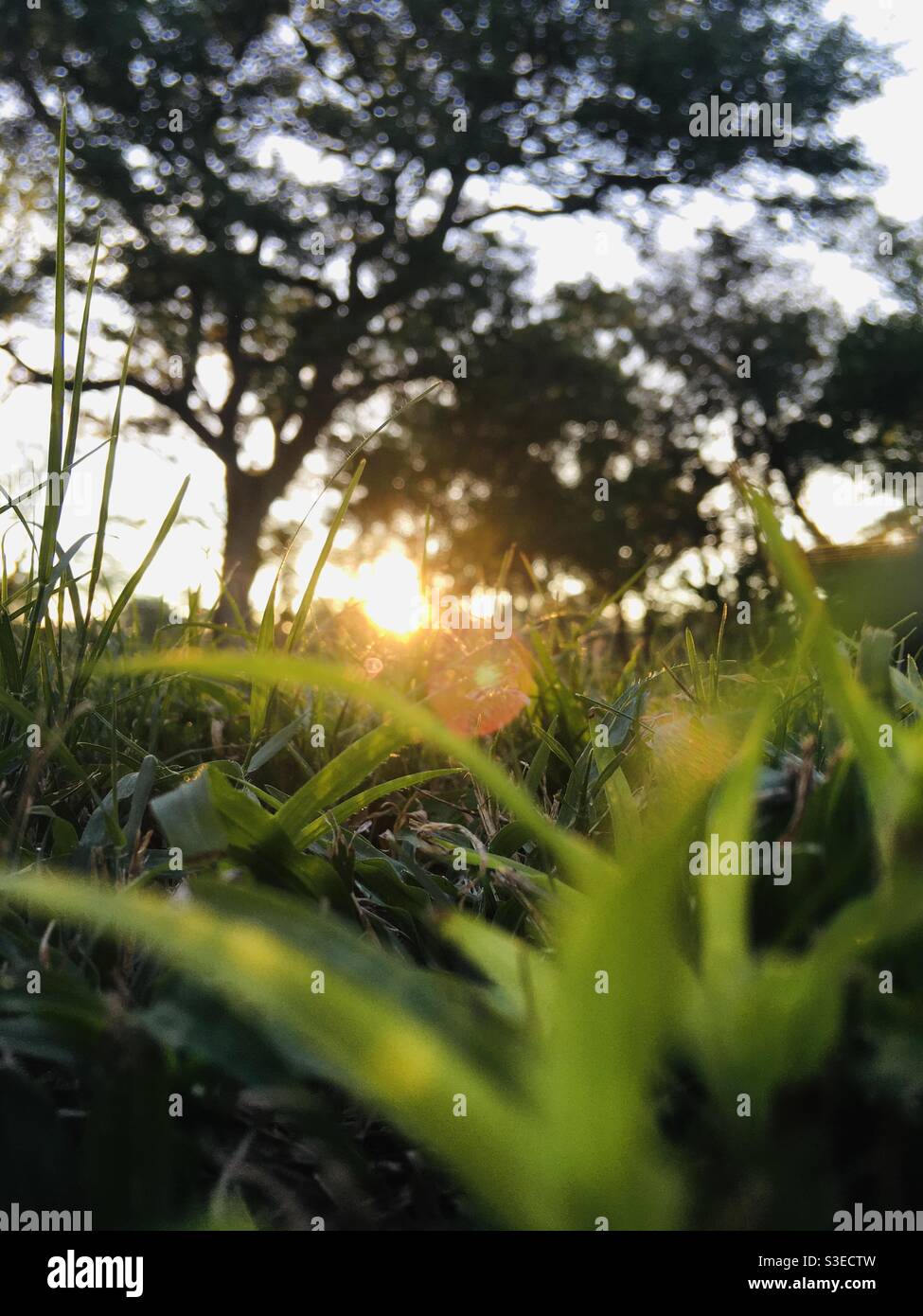 Bosveld hi-res stock photography and images - Alamy