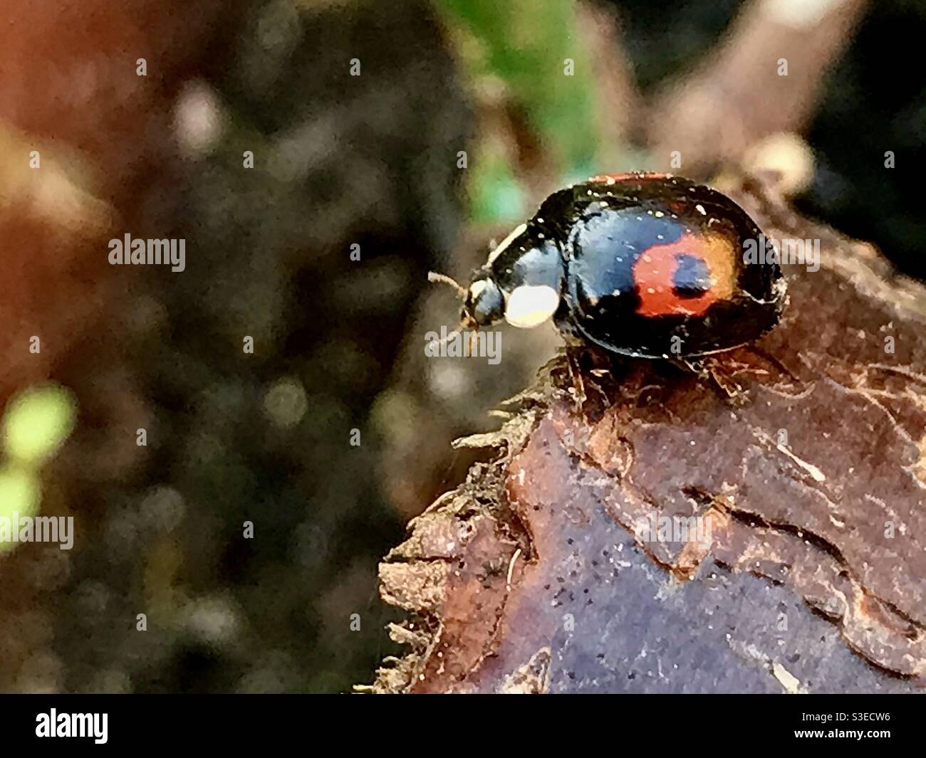 Harlequin Beetle High Resolution Stock Photography and Images - Alamy