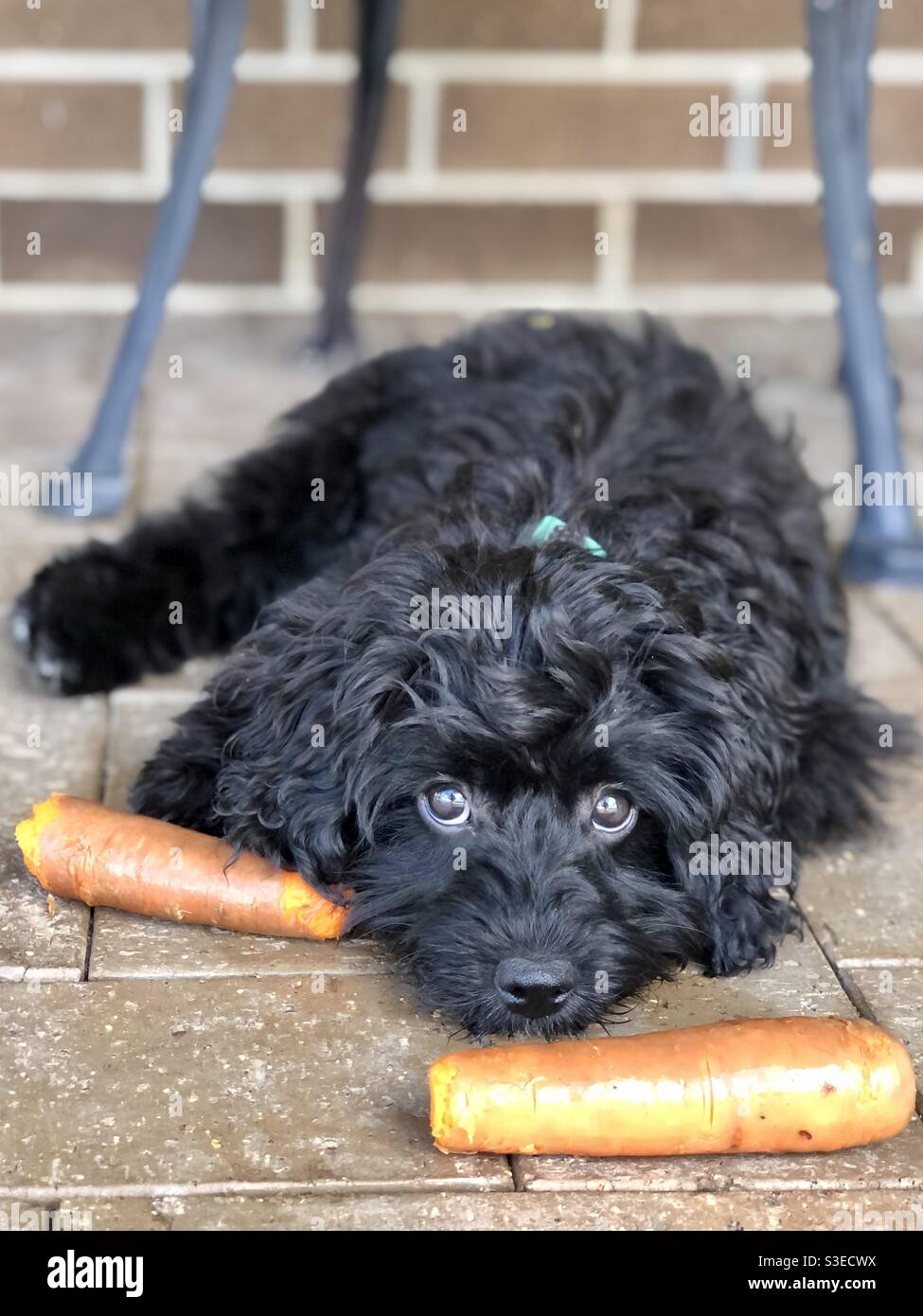 Cavoodle hi-res stock photography and images - Alamy