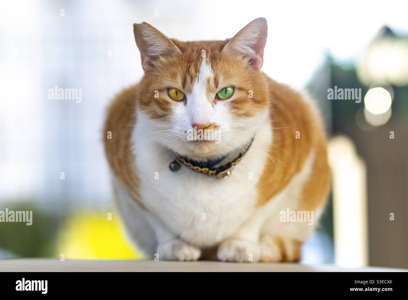Yellow colored eyes hi-res stock photography and images - Alamy