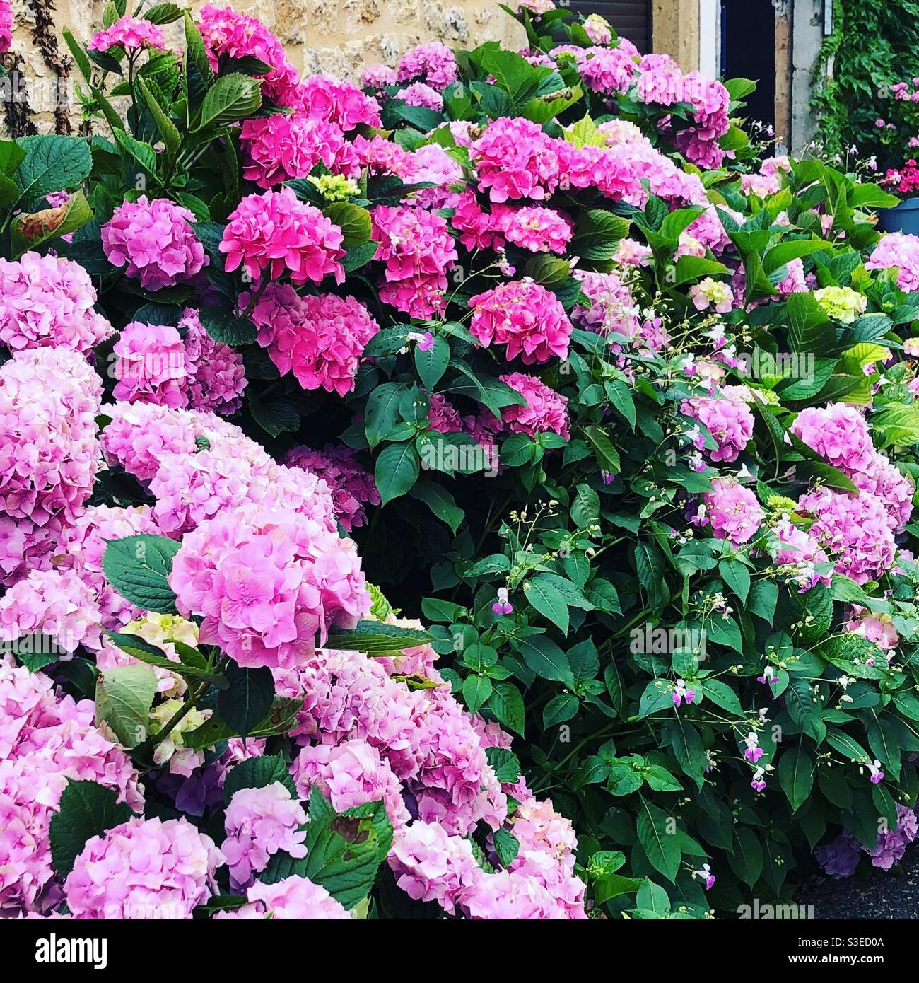 Hydrangeas in France Stock Photo - Alamy