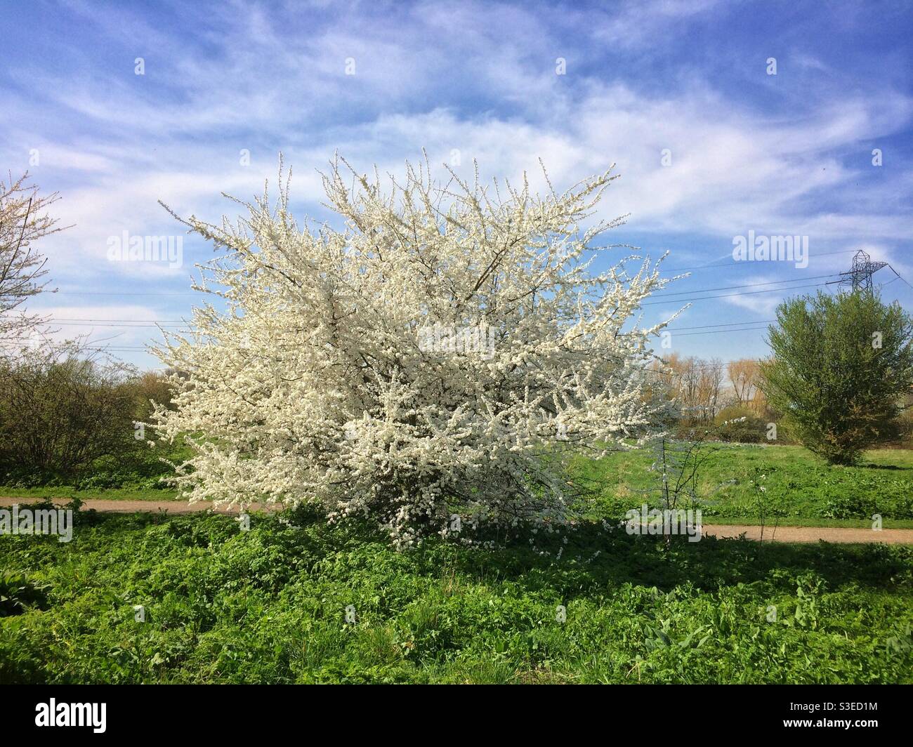 Blackthorn tree hi-res stock photography and images - Alamy