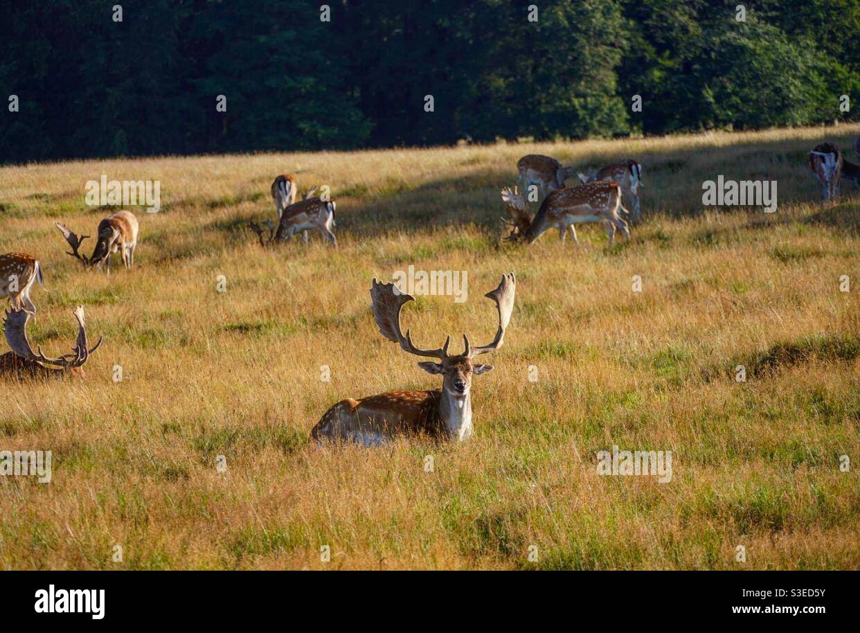 Dyreparken hi-res stock photography and images - Alamy