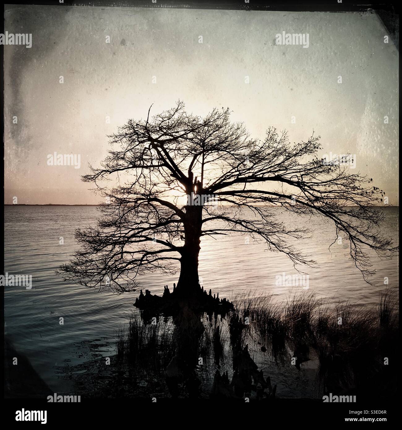 Cypress tree silhouette hi-res stock photography and images - Alamy