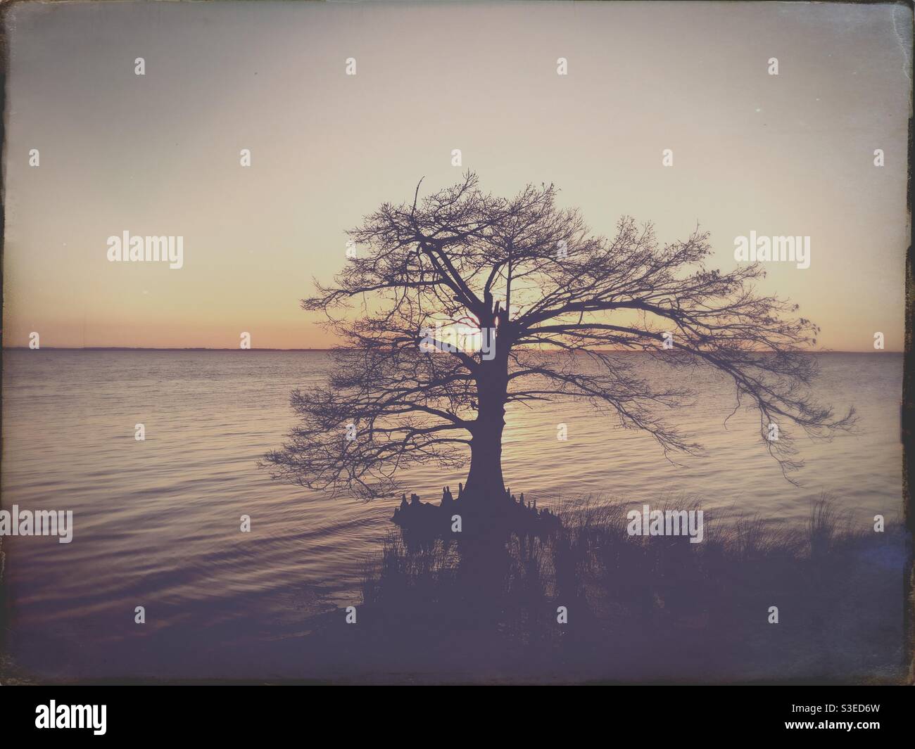 Cypress tree silhouette hi-res stock photography and images - Alamy