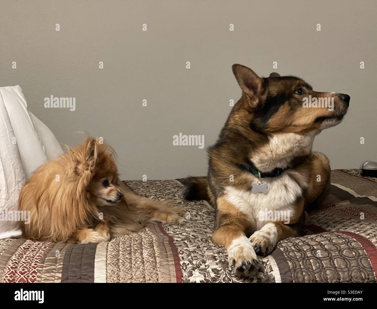 Puppy friends hi-res stock photography and images - Alamy
