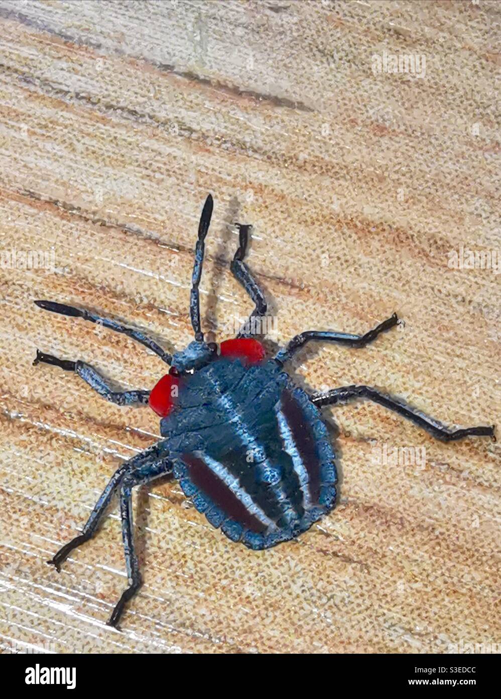 closeup of a Lychee Stink bug nymph Stock Photo - Alamy