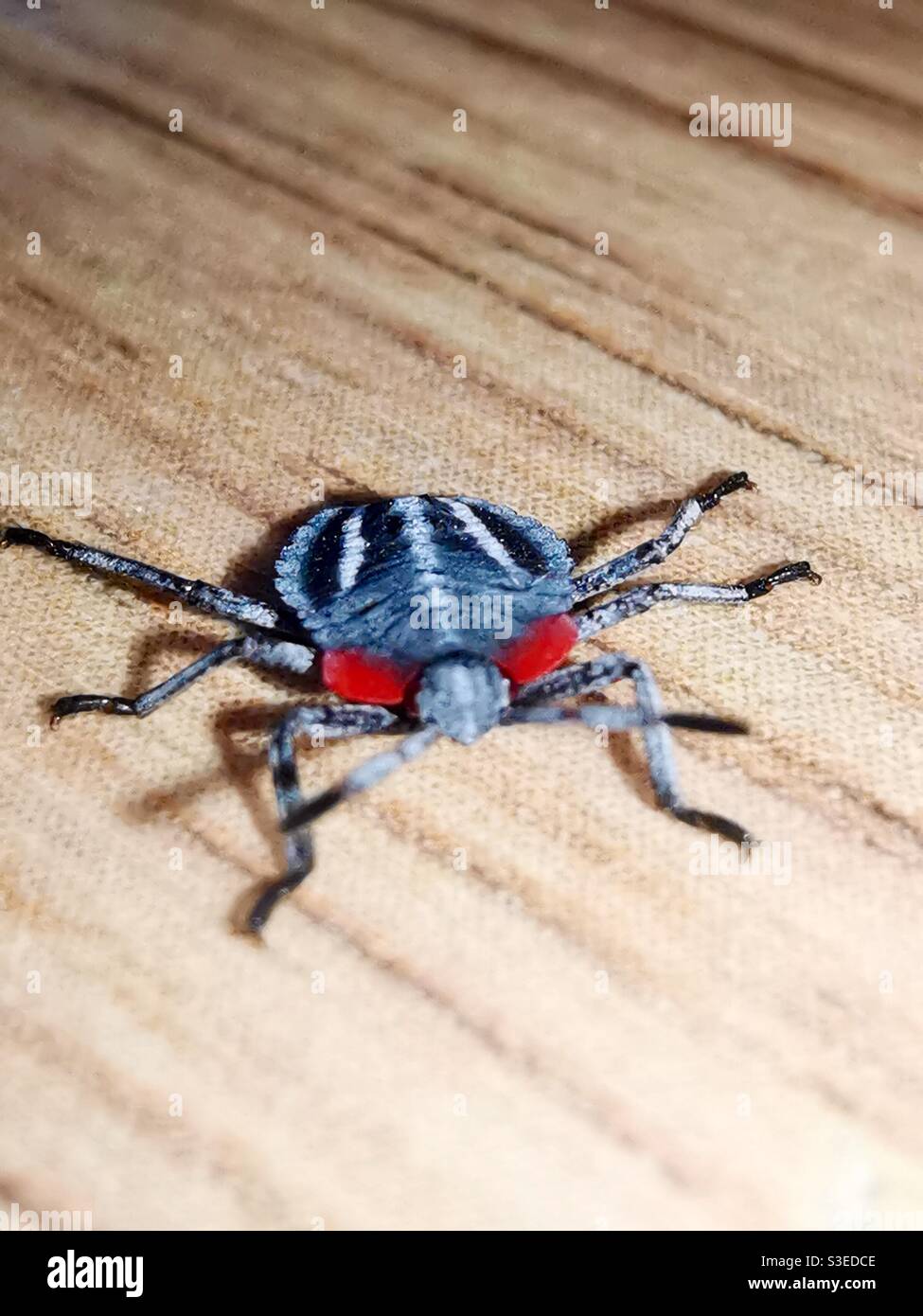 Lychee giant stink bug hi-res stock photography and images - Alamy