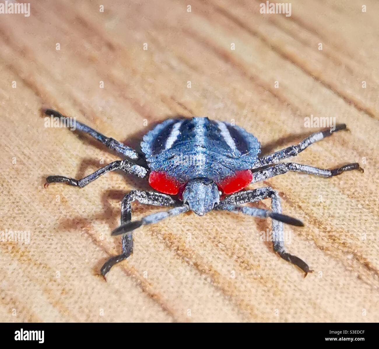 Lychee giant stink bug hi-res stock photography and images - Alamy