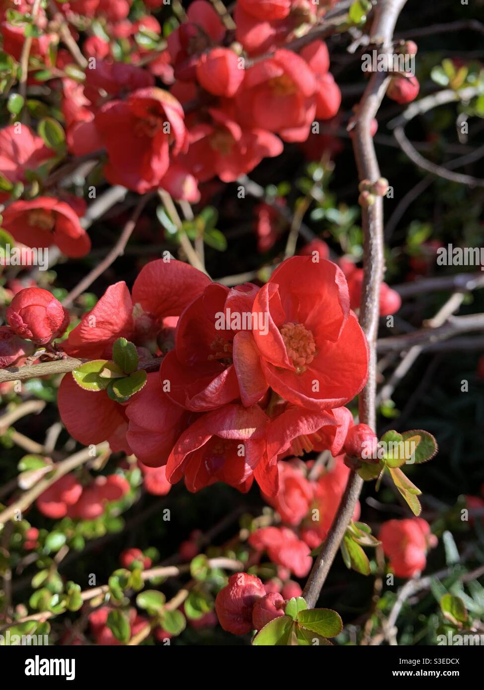 Red orange quince flowers hi-res stock photography and images - Alamy