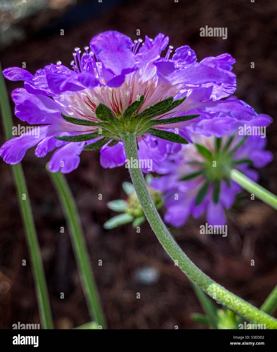 Purple pincushion hi-res stock photography and images - Alamy
