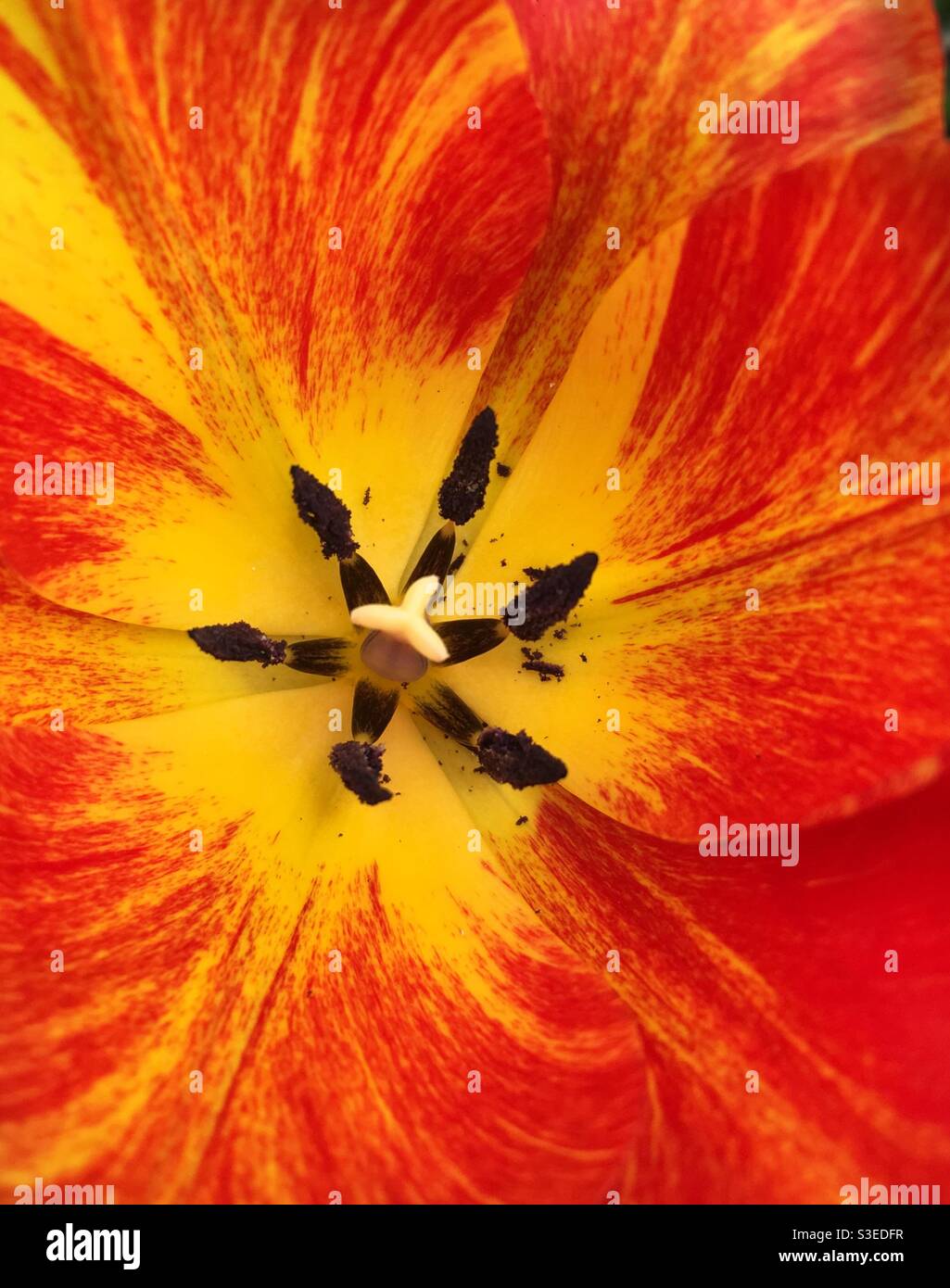 Tulip shapes hi-res stock photography and images - Alamy