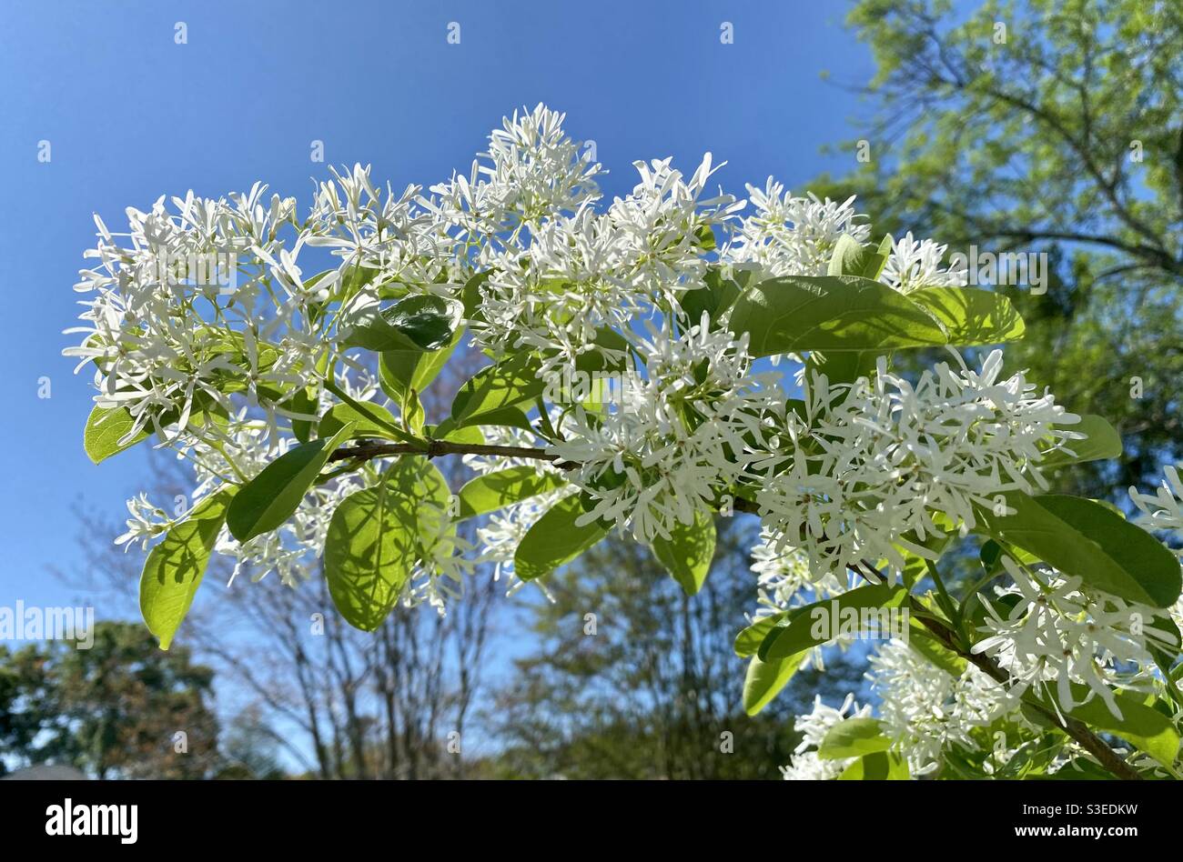 Chinese fringe tree hi-res stock photography and images - Alamy