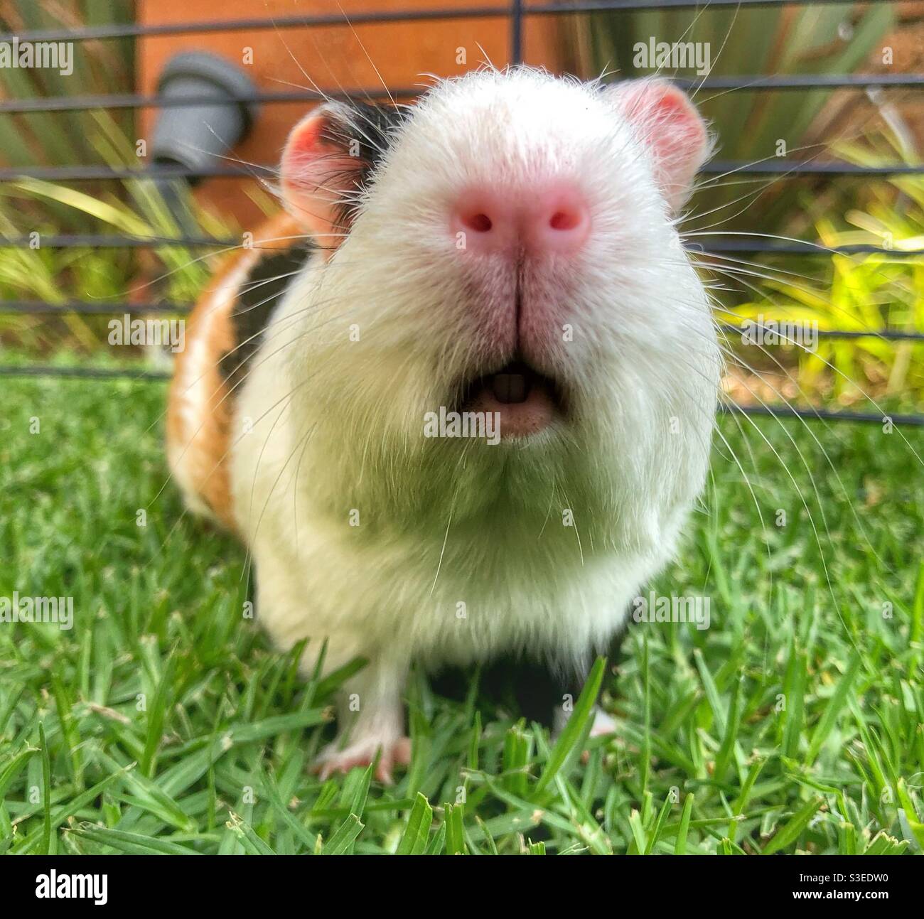 Front view of a guinea pigs face showing nostrils and teeth Stock Photo ...
