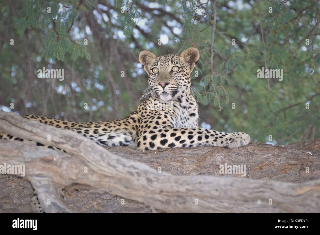 Cheater animal hi-res stock photography and images - Alamy