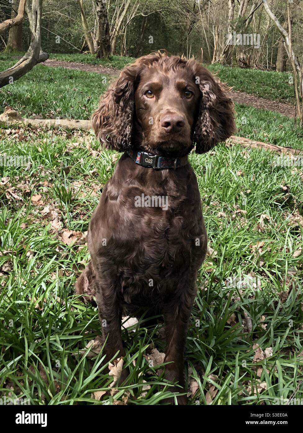 Brown cocker spaniel hi-res stock photography and images - Alamy