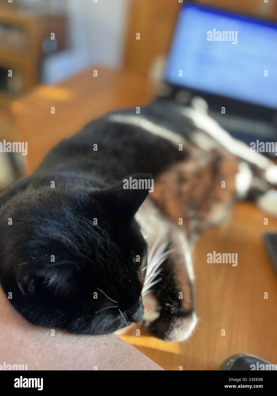 Working at home with pet hi-res stock photography and images - Alamy