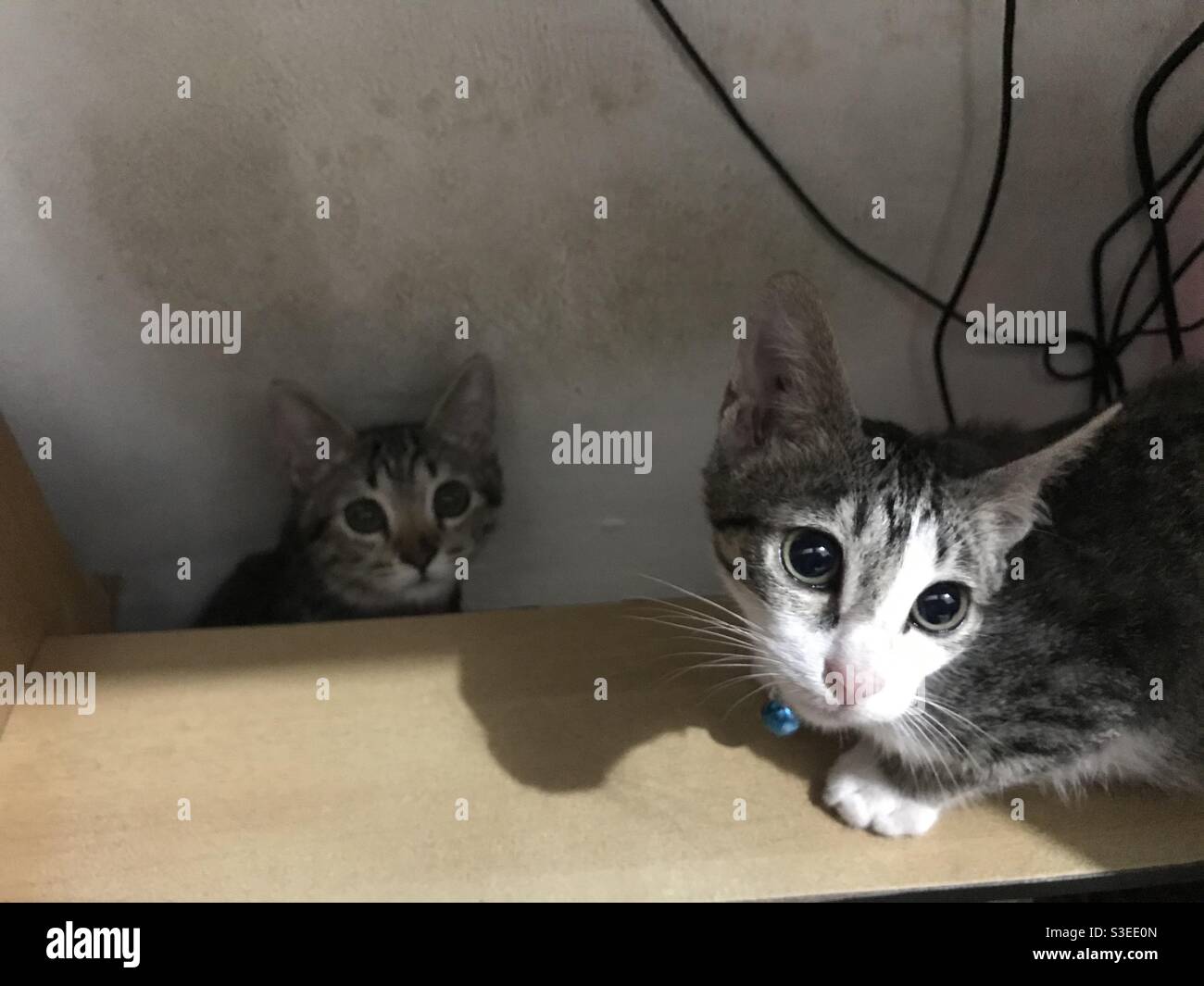 Kittens adorable hi-res stock photography and images - Alamy