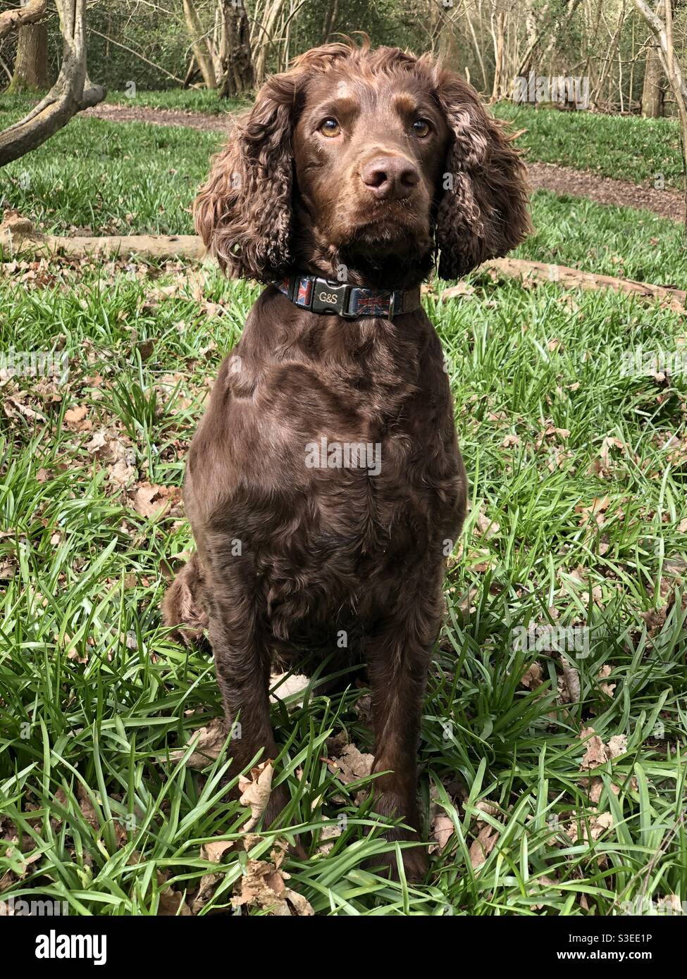 Chocolate working cocker spaniel hi-res stock photography and images ...