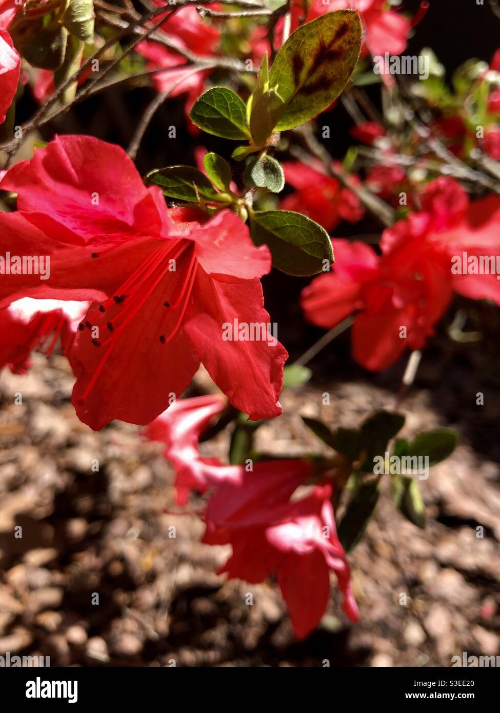 Azalea bloom hi-res stock photography and images - Alamy