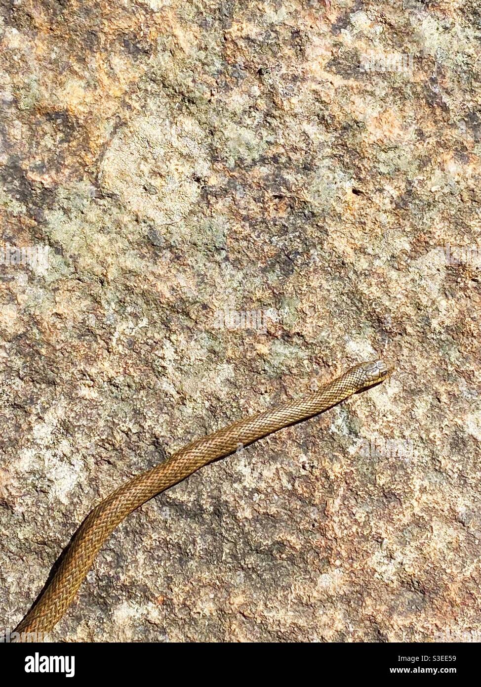 Snake on rock hi-res stock photography and images - Alamy