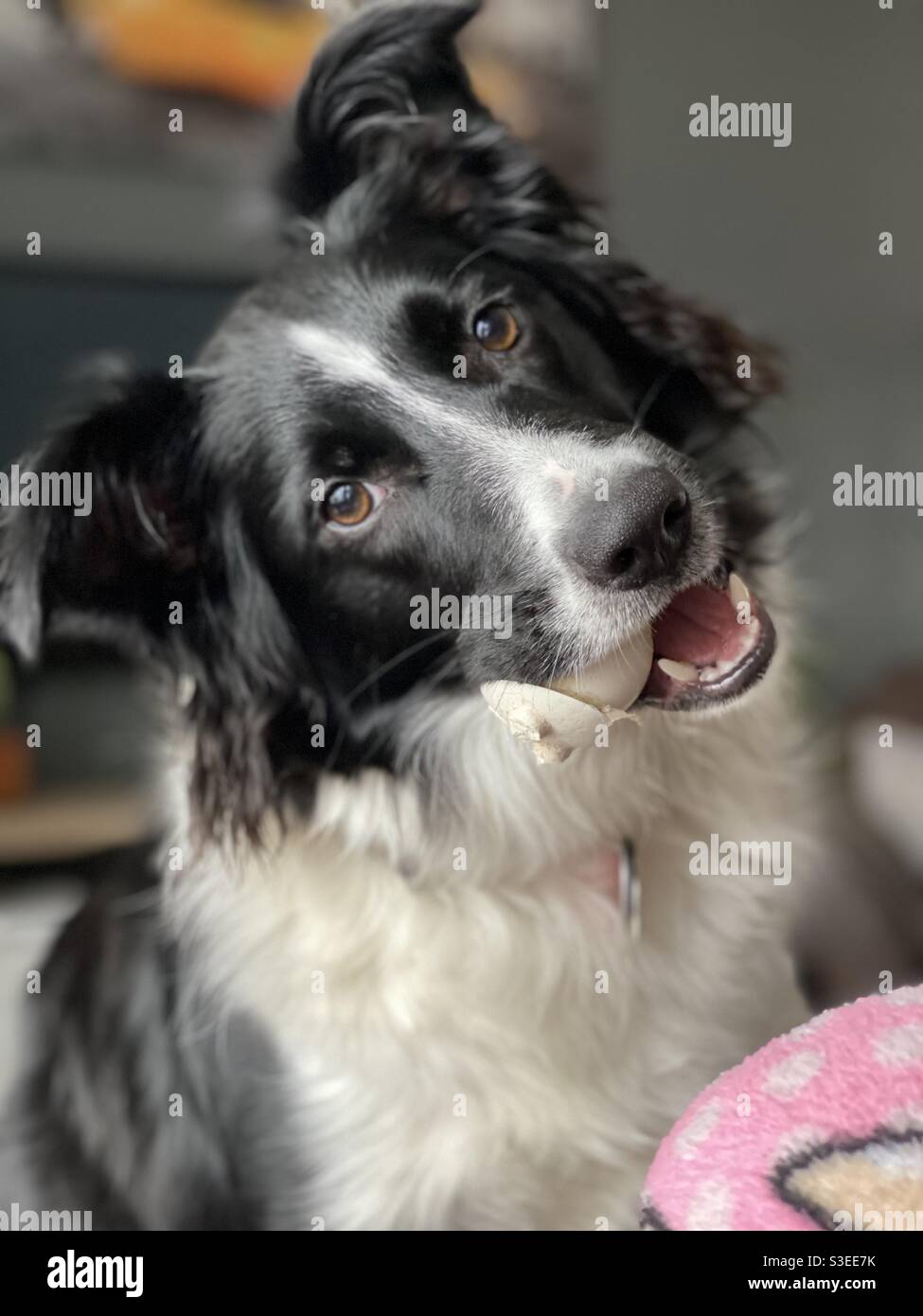 Dog layla hi-res stock photography and images - Alamy