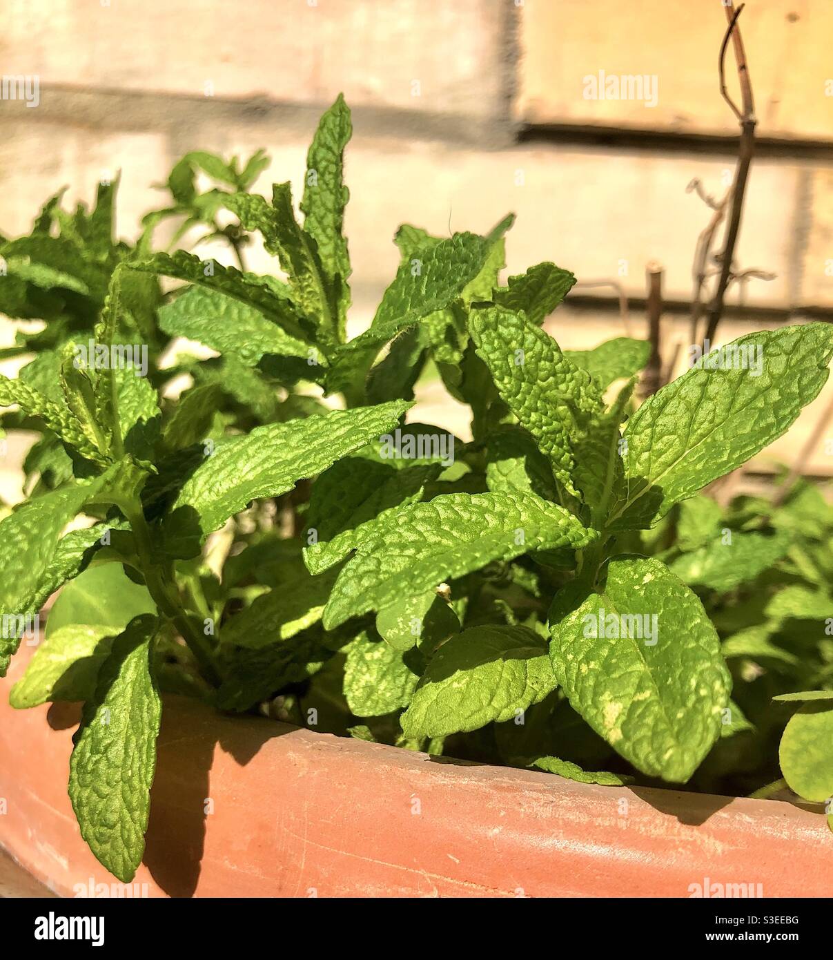 Mint bloom hi-res stock photography and images - Alamy