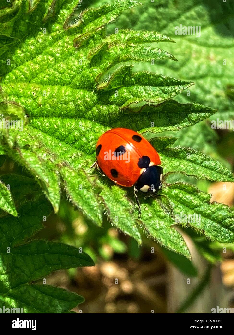 Ladybird close up hi-res stock photography and images - Alamy